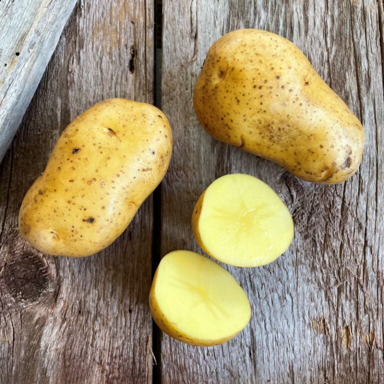 Carola Seed Potato - Organic - Keene Garlic