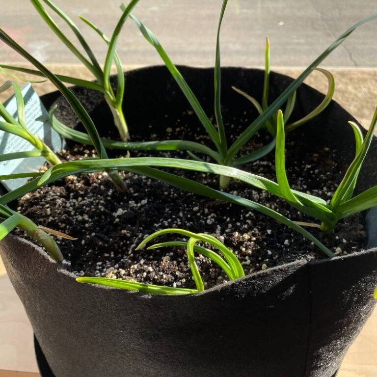 Organic Garlic Container Garden Kit - Keene Garlic