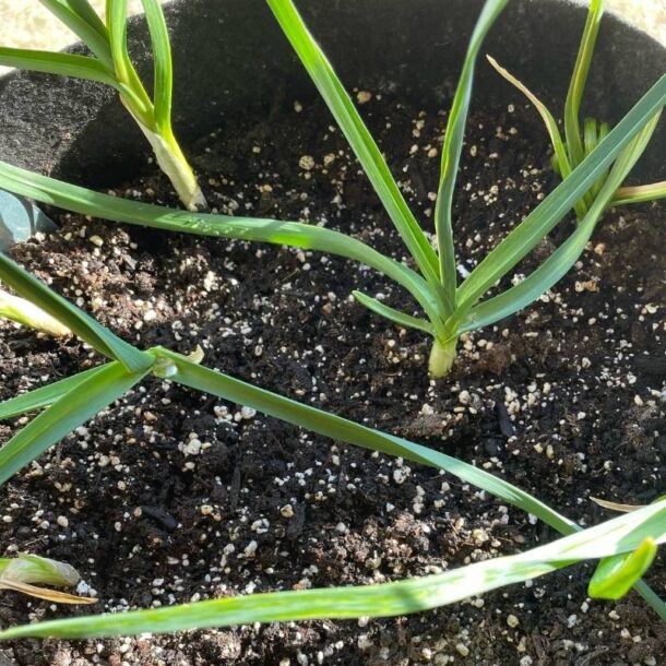 Organic Garlic Container Garden Kit - Keene Garlic