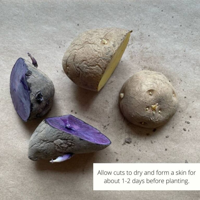Potato Planting Instructions - Keene Garlic