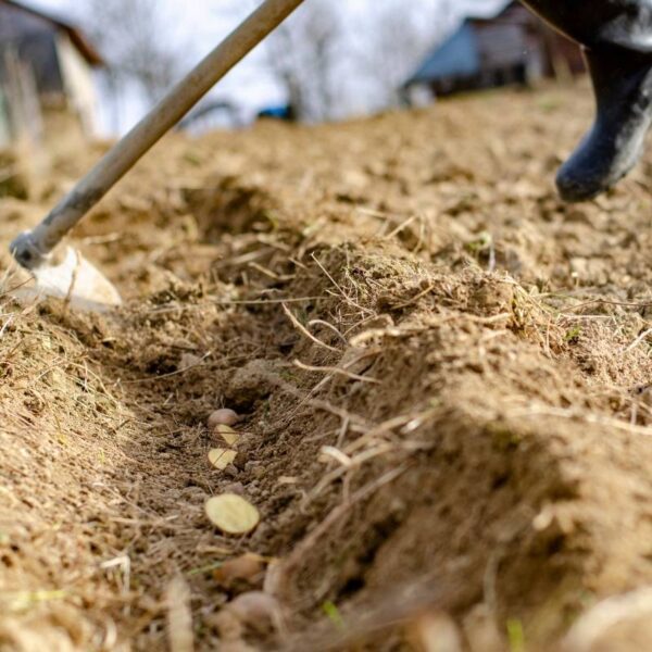 Potato Planting Instructions - Keene Garlic