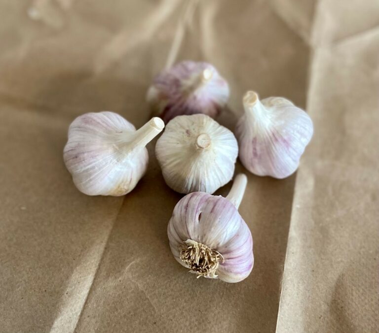 Chrysalis Purple Garlic Bulbs - Keene Garlic