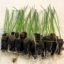 Cipollini Gold Coin Onion Plants - Certified Organic