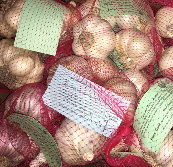 Large Homestead Garlic Package 7lb