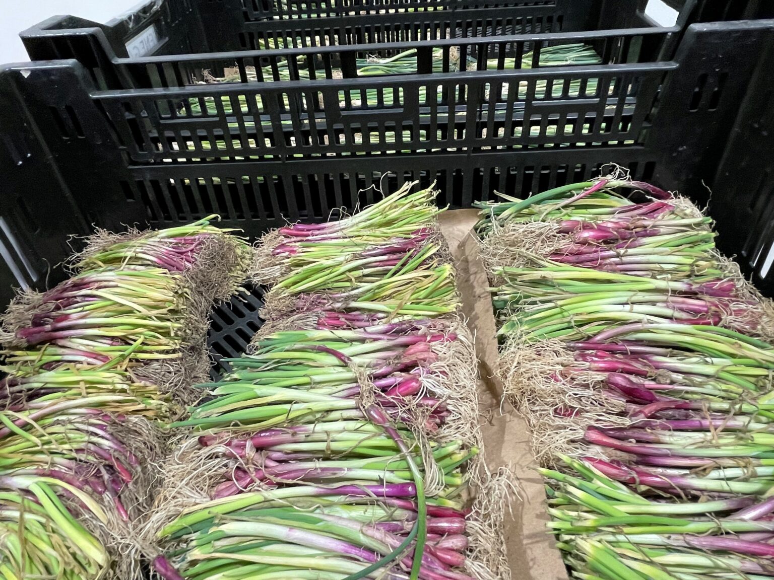 ONION TRANSPLANTS PLANTING GUIDE - Keene Garlic