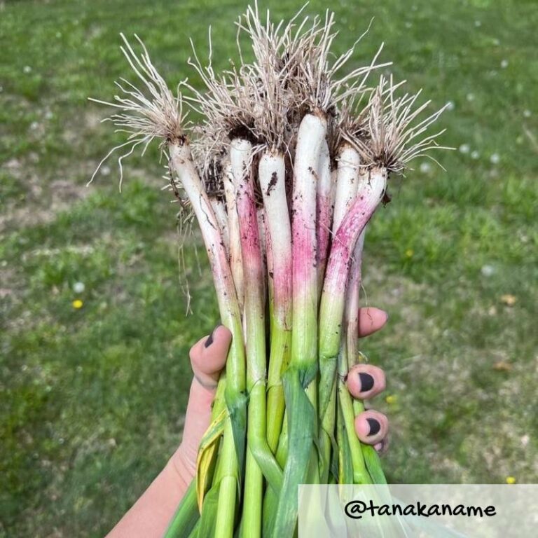 Planting Garlic in the Spring - Keene Garlic
