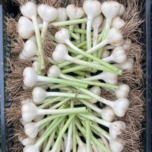 Storing Garlic - Keene Garlic