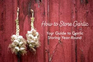 Storing Garlic - Keene Garlic