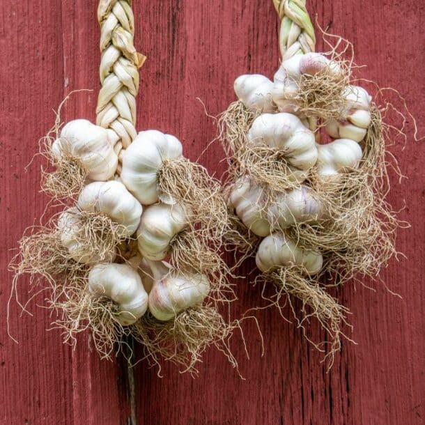 Storing Garlic - Keene Garlic