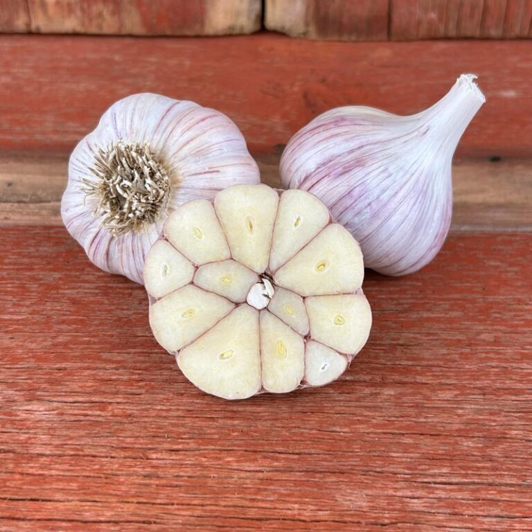 Purple Garlic - Chesnok Red Garlic Bulbs - Keene Garlic