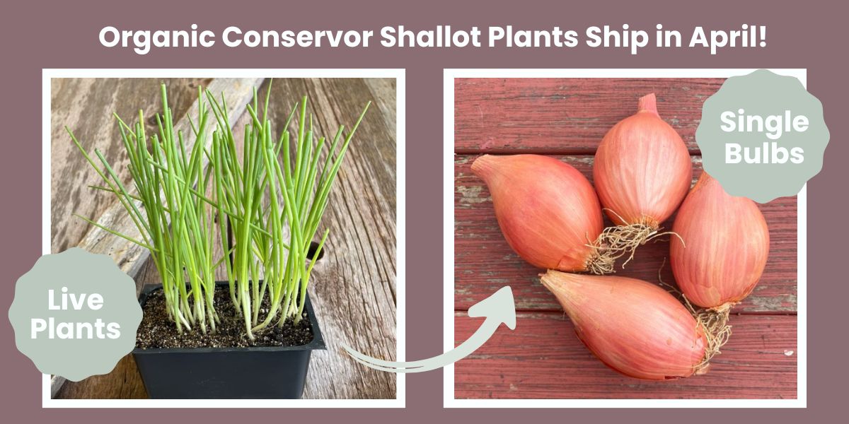Shop Organic Shallots - Keene Garlic