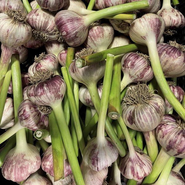 Curing Garlic - Keene Garlic