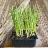 Cipollini Gold Coin Onion Plants - Certified Organic