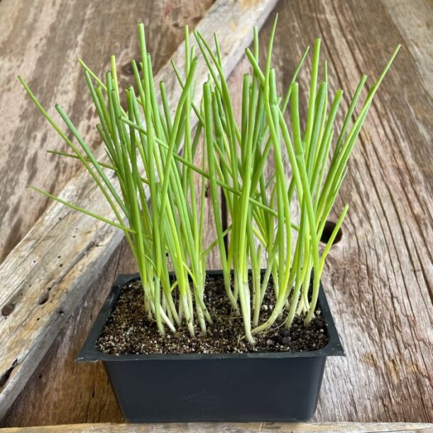 Cipollini Gold Coin Onion Plants - Certified Organic