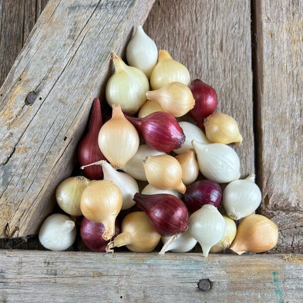 Onion Set Sampler Naturally Grown - Keene Garlic